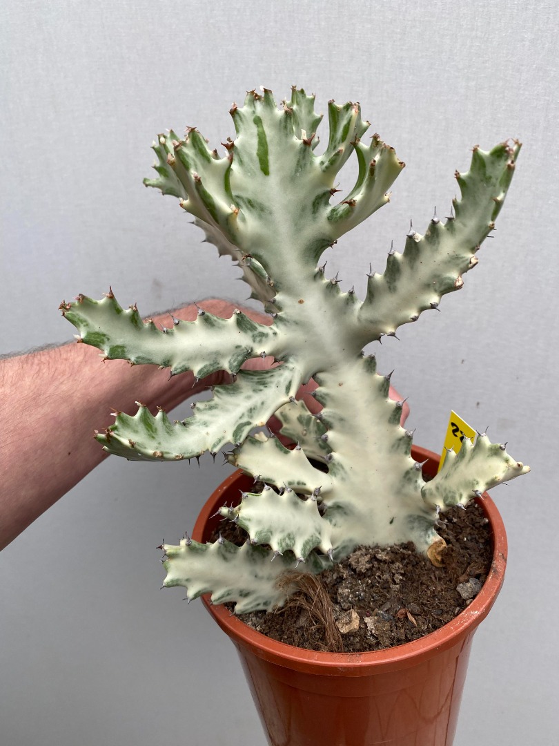 Euphorbia Lactea White Ghost Nr 22 - matthijsplantenpaleis
