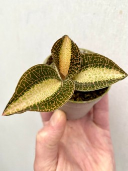 Speciale Planten - matthijsplantenpaleis