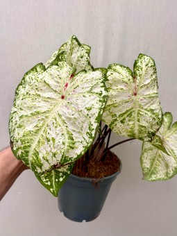 Speciale Planten - matthijsplantenpaleis
