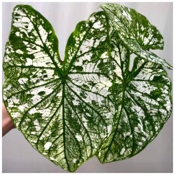 Speciale Planten - matthijsplantenpaleis