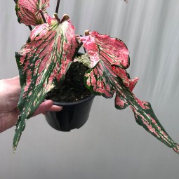 matthijsplantenpaleis