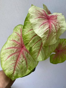 matthijsplantenpaleis