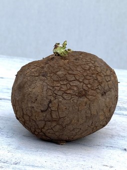 Speciale Planten - matthijsplantenpaleis