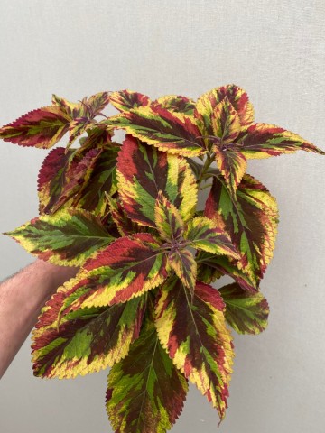 Coleus Combat - matthijsplantenpaleis
