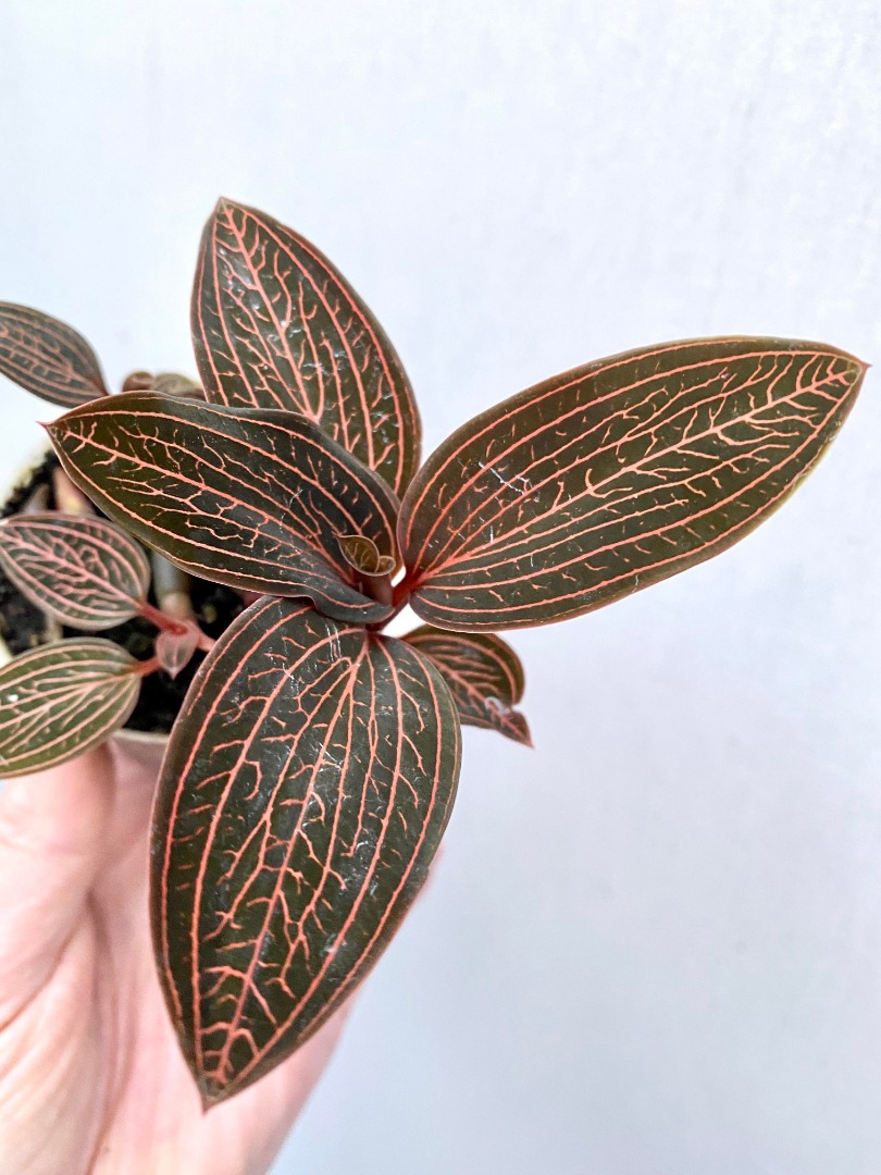 Anoectochilus Roxburghii x Ludisia Discolor "Spiderman" H.4 ...