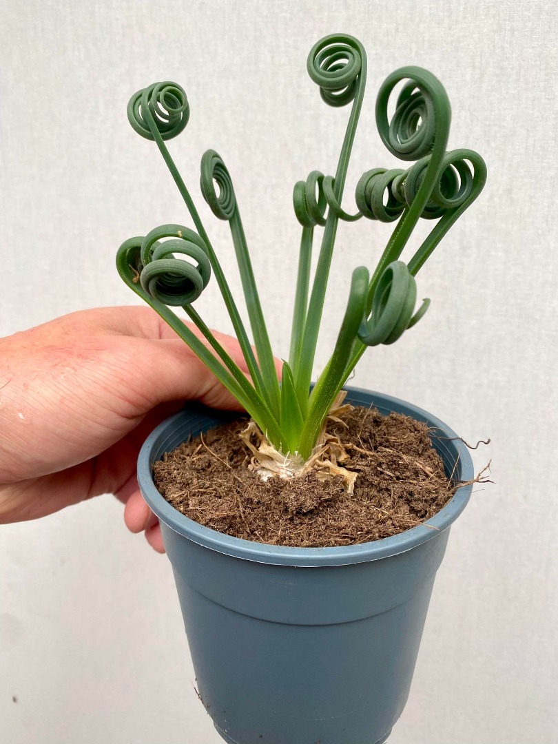 Albuca Spiralis - matthijsplantenpaleis
