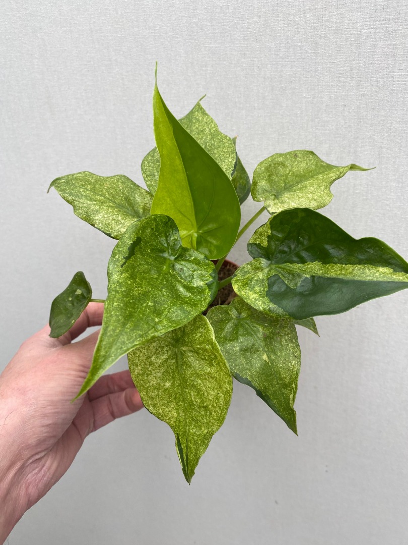 Alocasia Cucullata Variegata - matthijsplantenpaleis