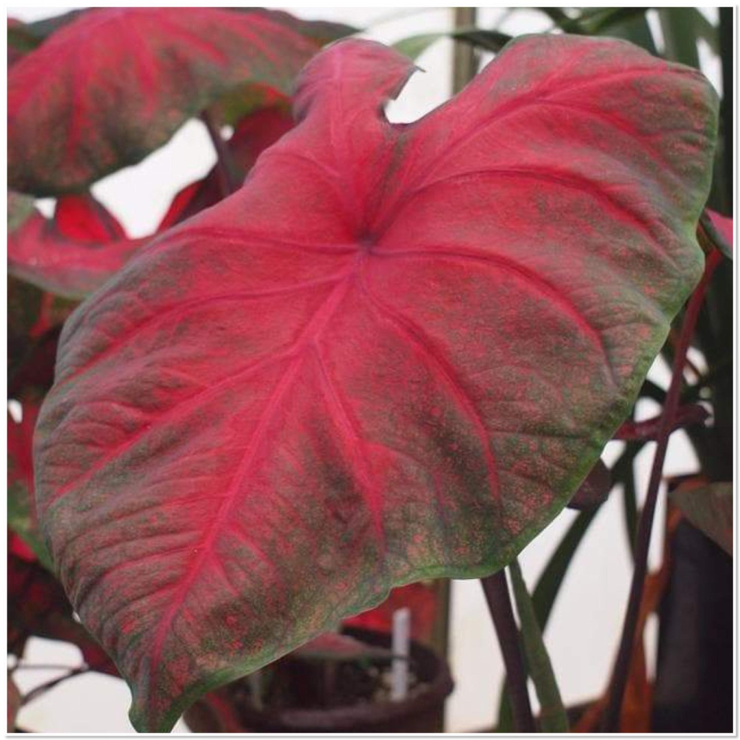 Caladium Brandywine Bulb - matthijsplantenpaleis