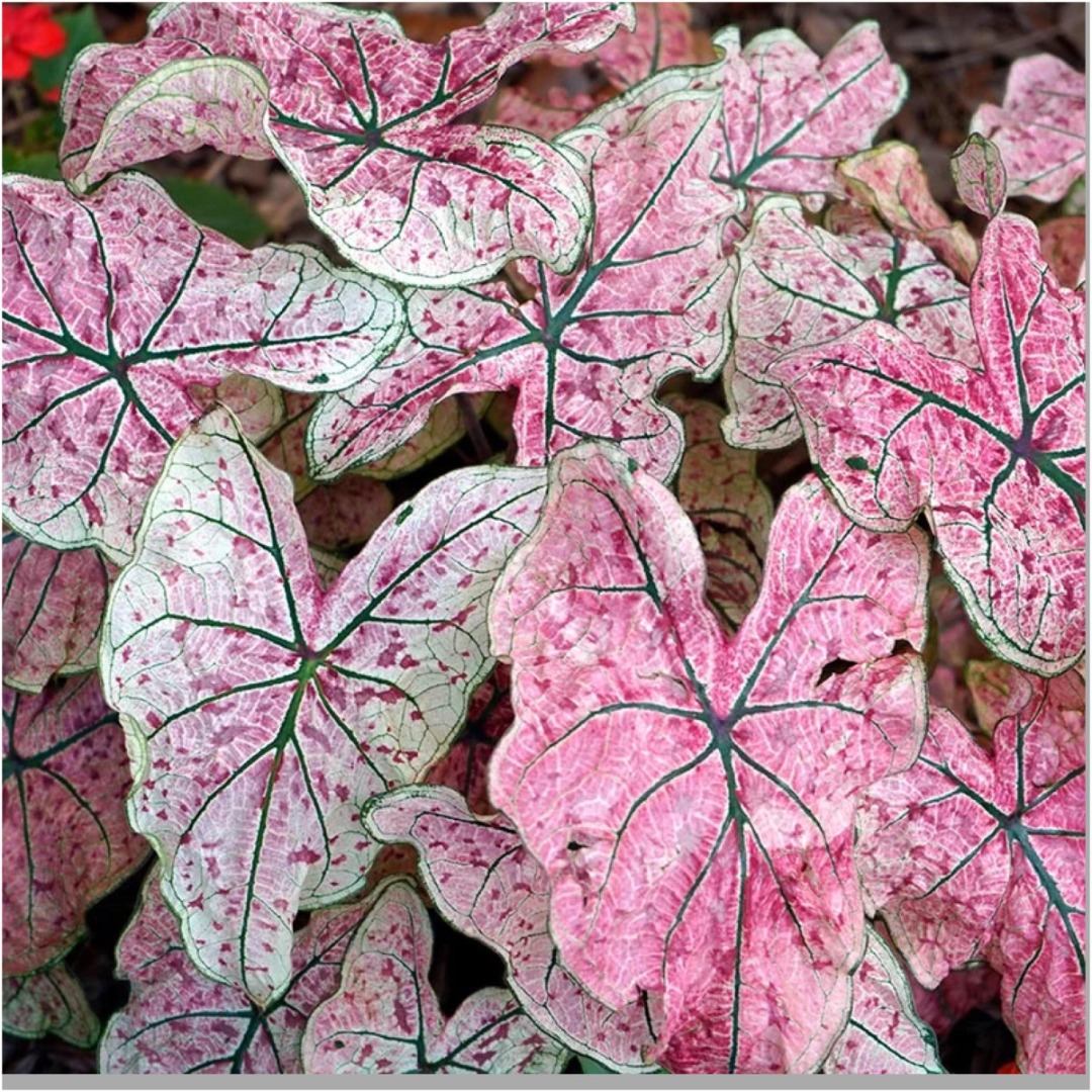 Caladium Pink Cloud Bulb - matthijsplantenpaleis