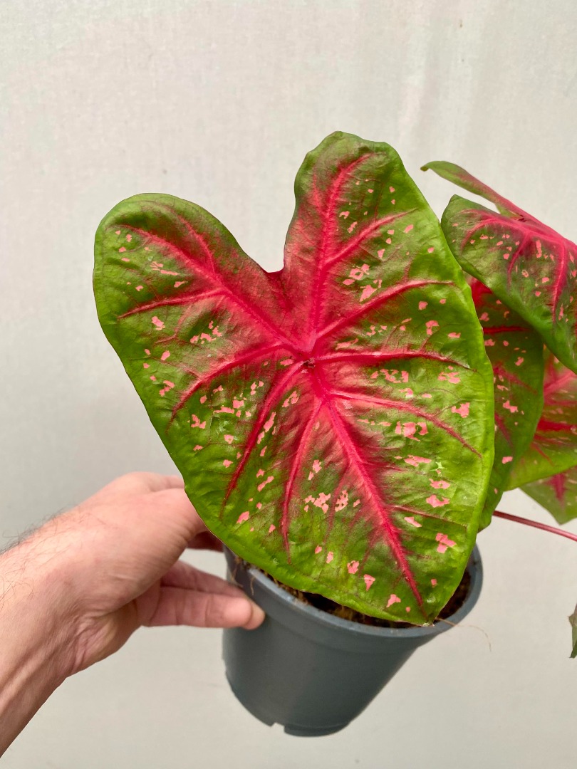 AANBIEDING Caladium Red Flash - matthijsplantenpaleis