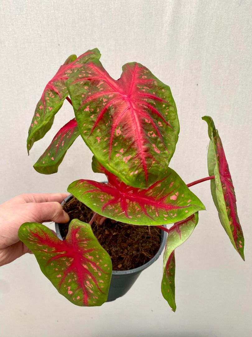 AANBIEDING Caladium Red Flash - matthijsplantenpaleis