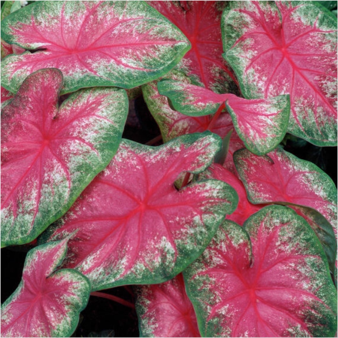 Caladium Rosebud Bulb - matthijsplantenpaleis