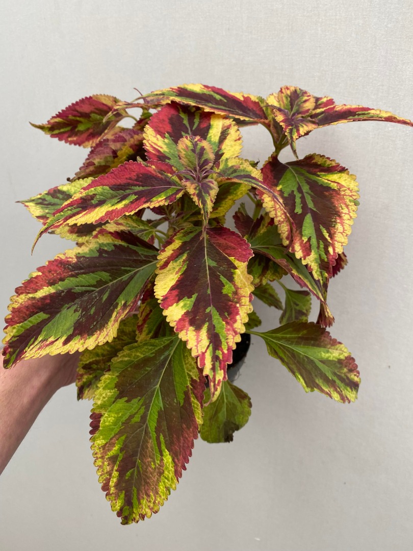 Coleus Combat - matthijsplantenpaleis