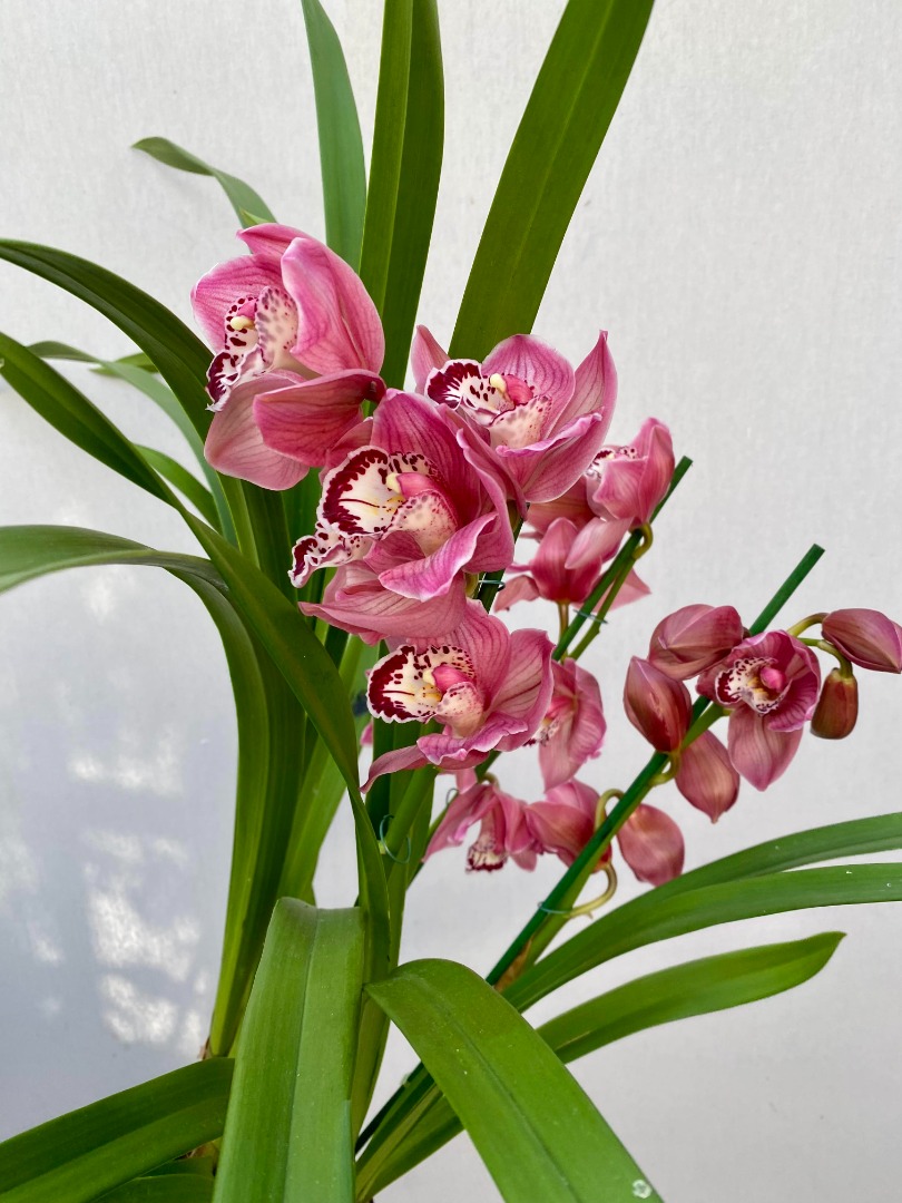 Cymbidium Red Flor - matthijsplantenpaleis