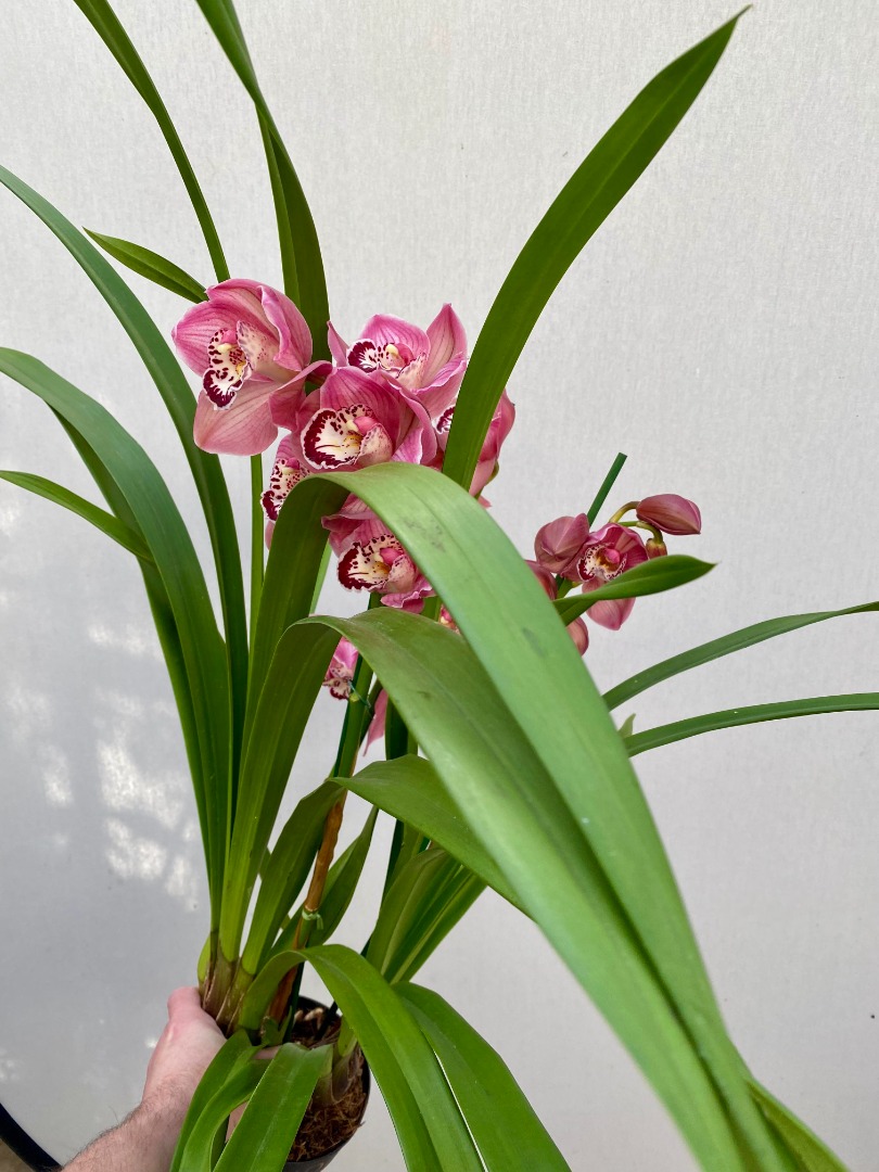 Cymbidium Red Flor - matthijsplantenpaleis