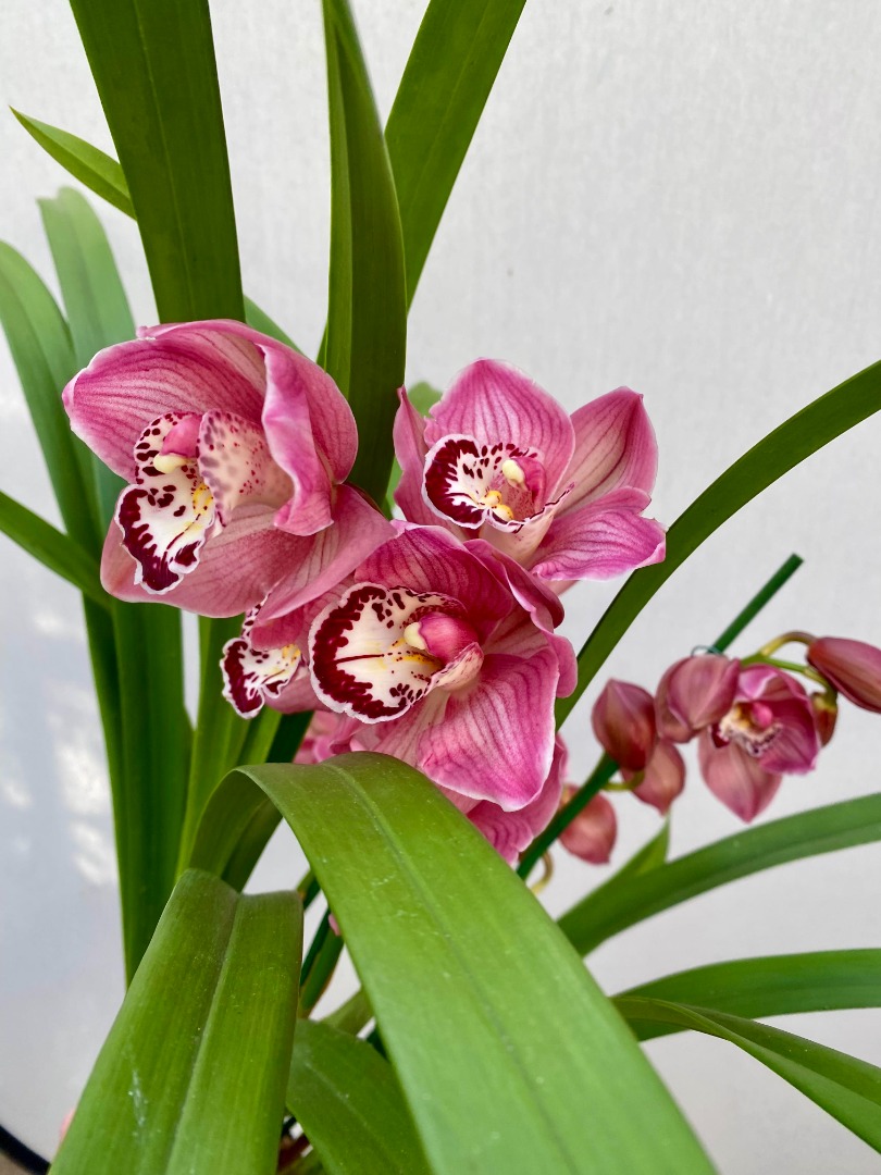 Cymbidium Red Flor - matthijsplantenpaleis