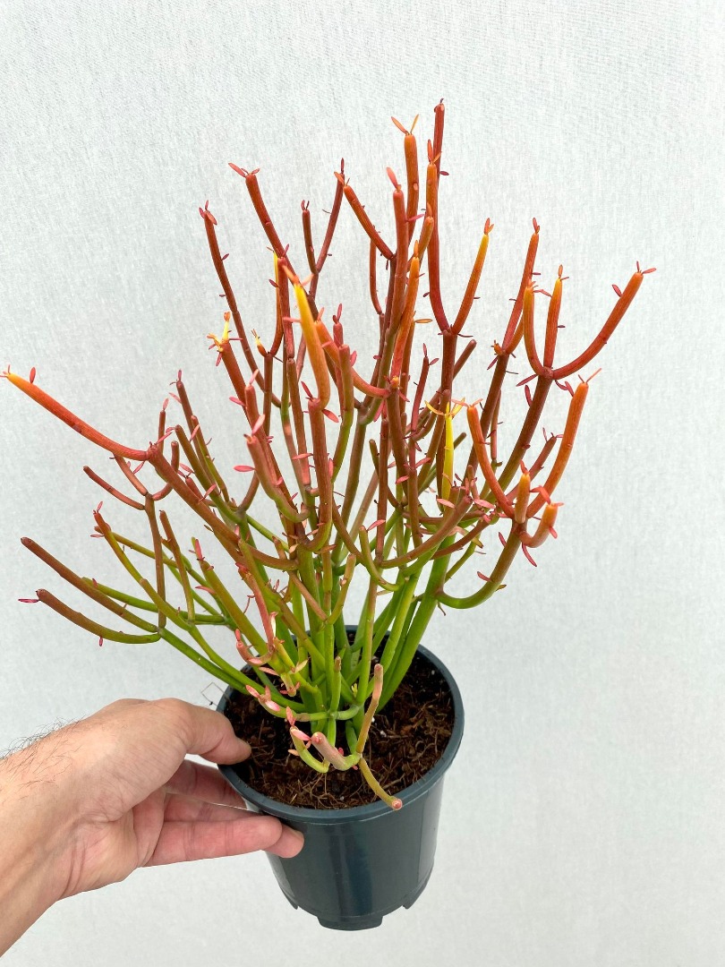 Euphorbia Tirucalli "Sticks On Fire" - matthijsplantenpaleis