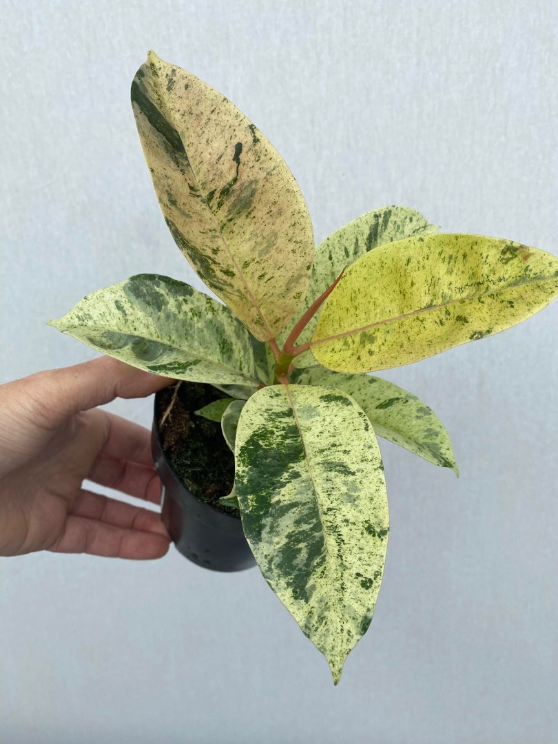 Ficus Shivereana - matthijsplantenpaleis