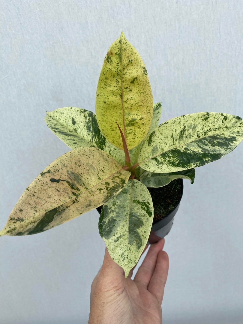 Ficus Shivereana - matthijsplantenpaleis
