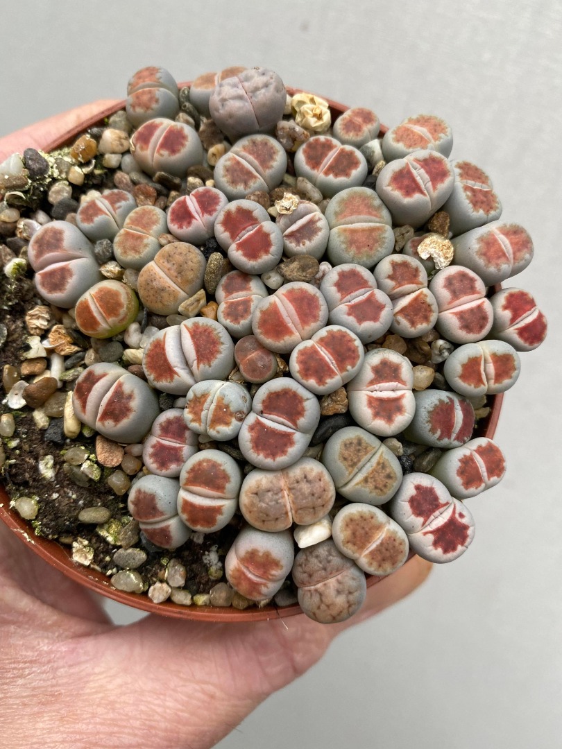 Lithops Karasmontana Red Top - matthijsplantenpaleis
