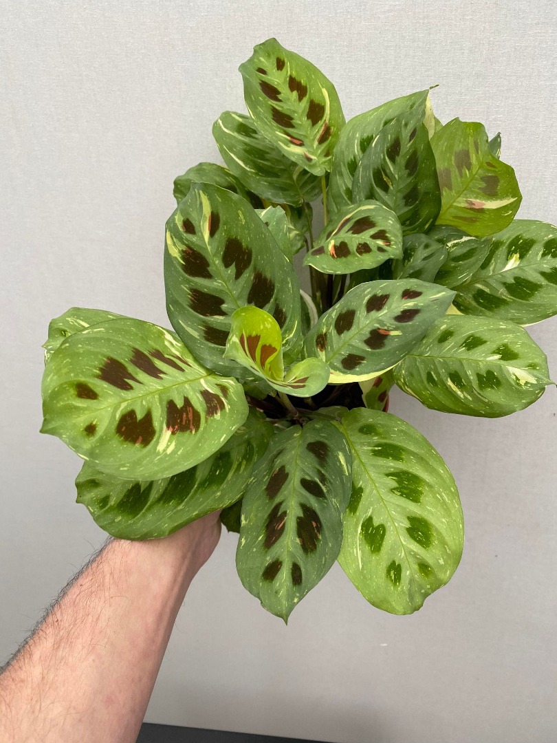 Maranta Kerchoveana Variegata - matthijsplantenpaleis