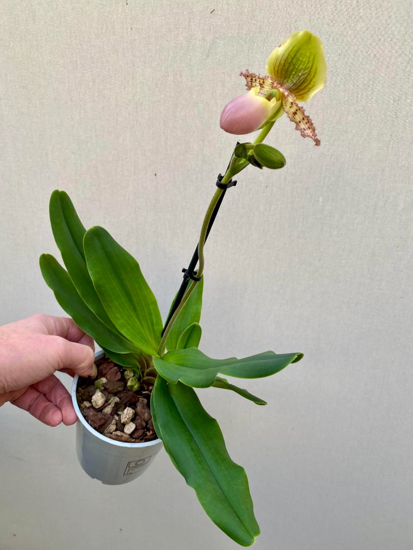 Paphiopedilum Pinocchio Hybride 02 - matthijsplantenpaleis