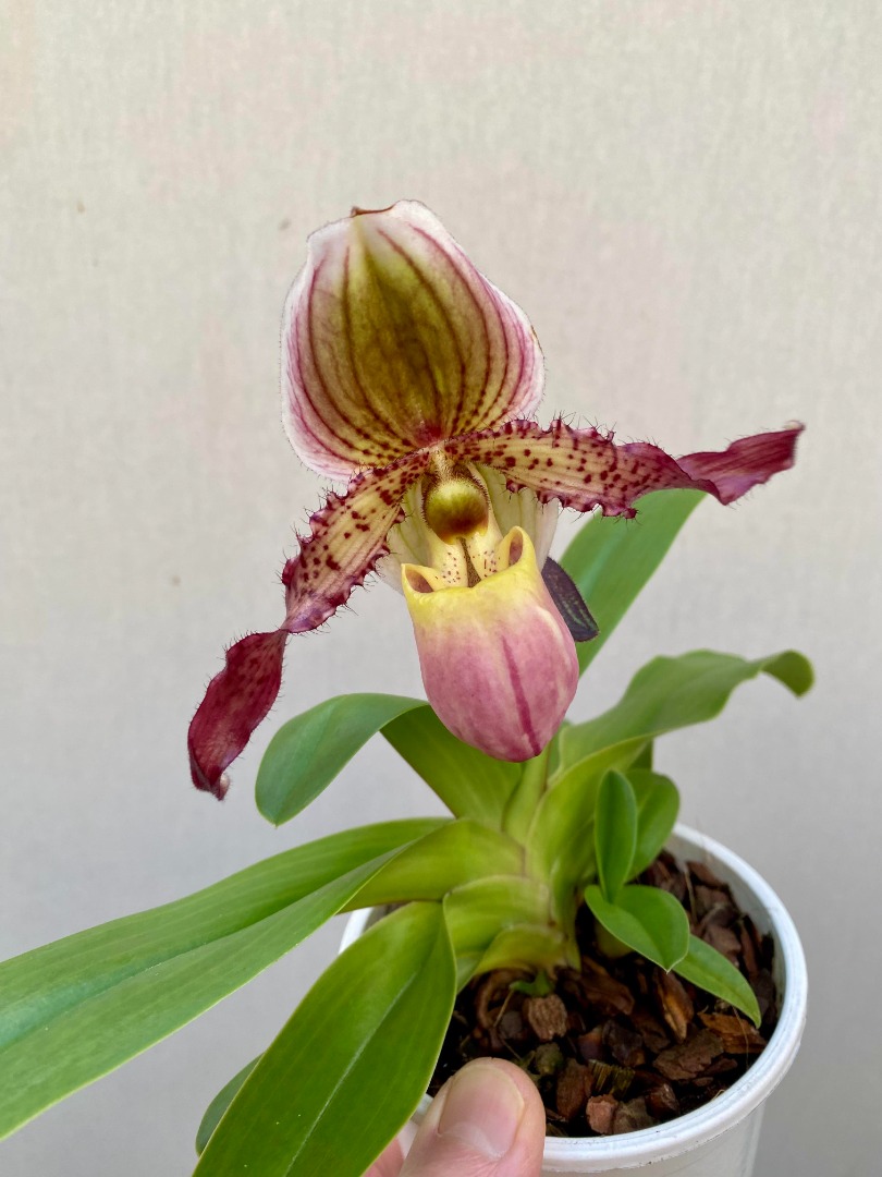 Paphiopedilum Pinocchio Hybride 03 - matthijsplantenpaleis
