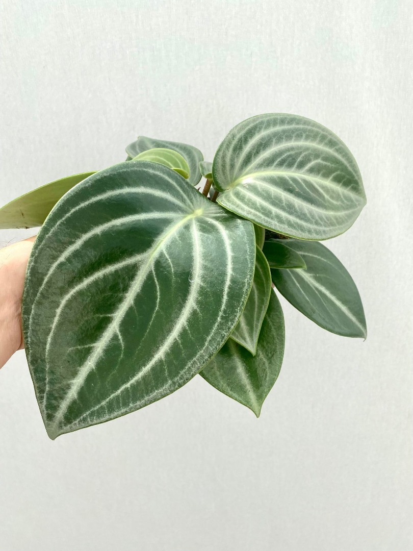 Peperomia Maculosa - matthijsplantenpaleis
